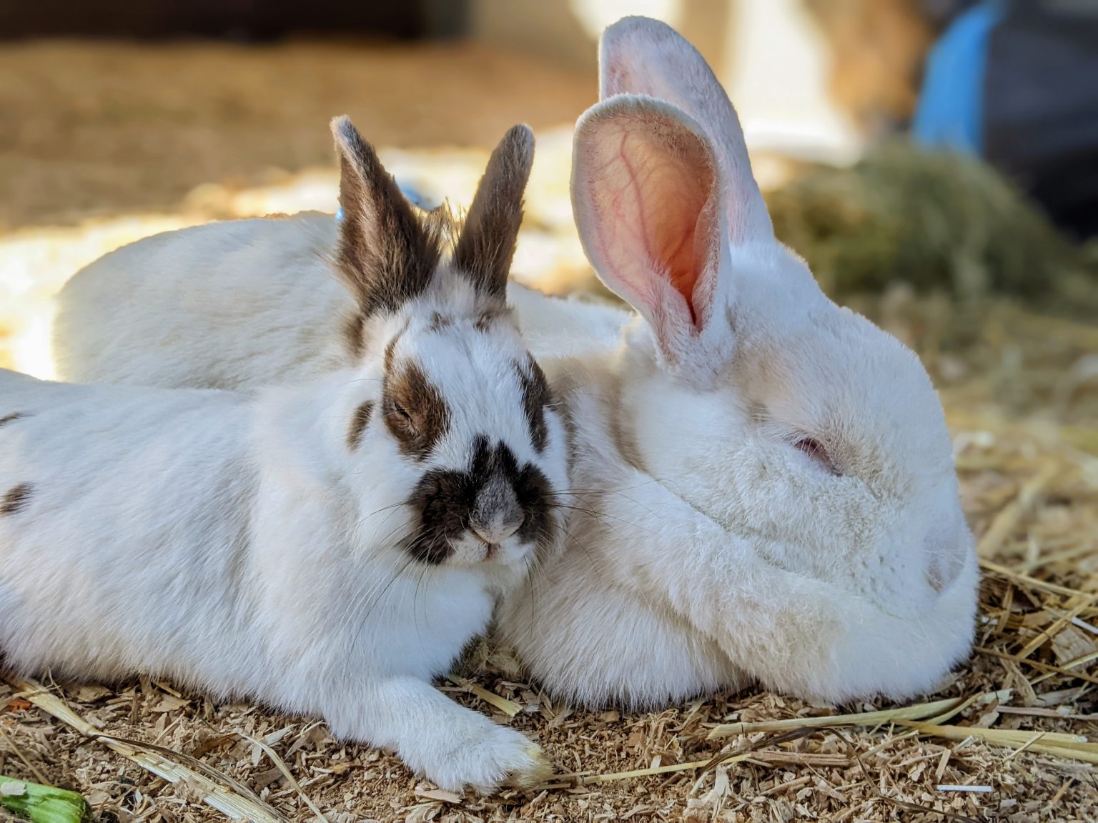 North Vancouver Attractions | Kids Activities | Maplewood Farm - Fun ...