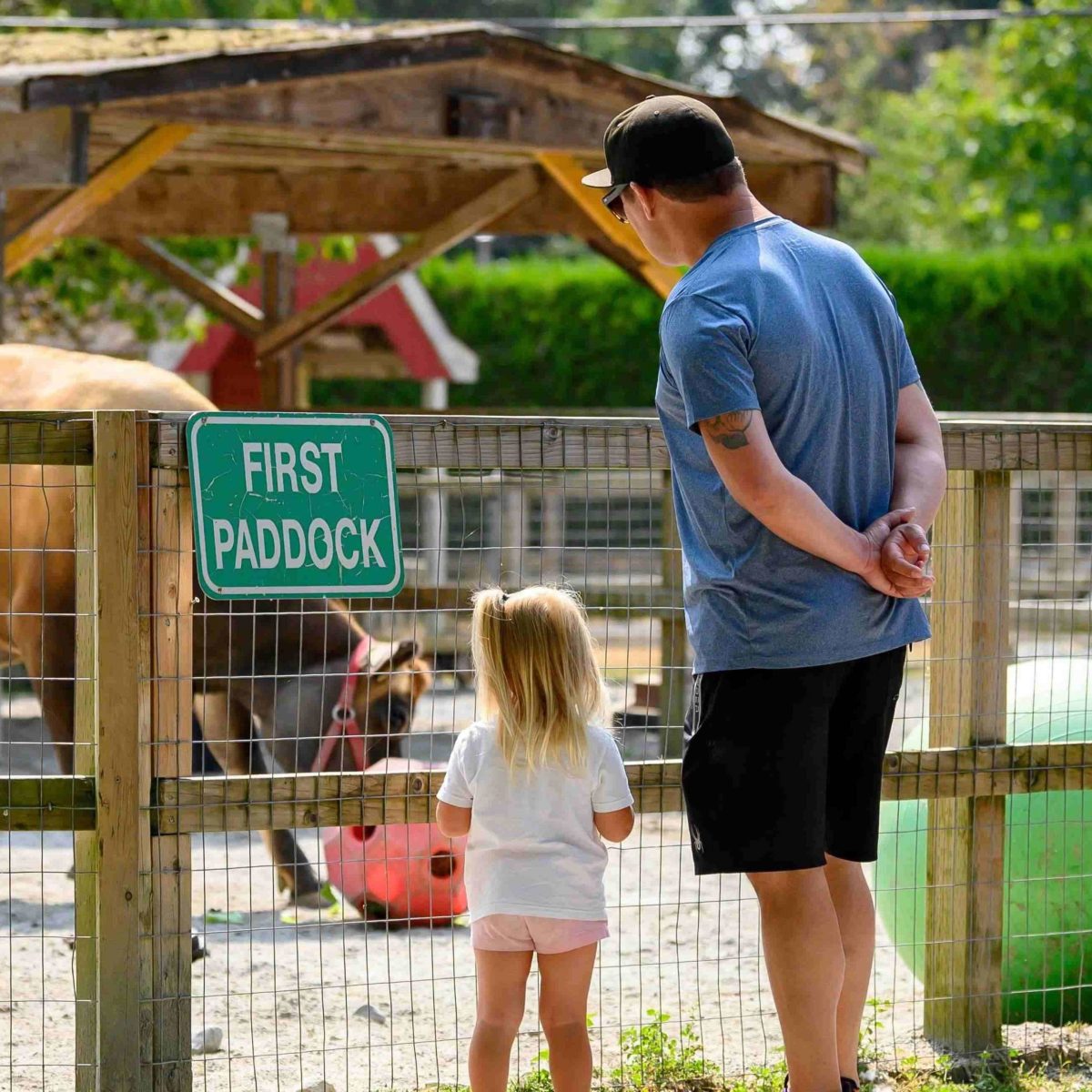 North Vancouver Attractions | Kids Activities | Maplewood Farm - Fun ...