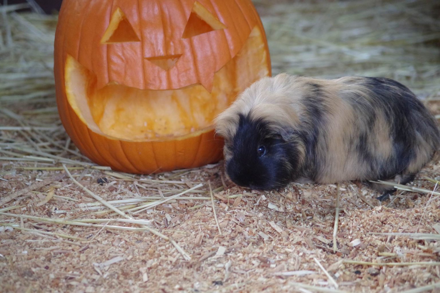 North Vancouver Attractions | Kids Activities | Maplewood Farm - Fun ...