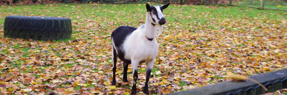Alpine Dairy Goat Header - Maplewood Farm