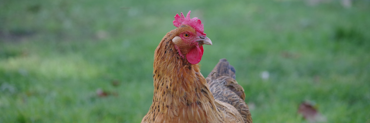 Farm Rules and Q & A's - Maplewood Farm