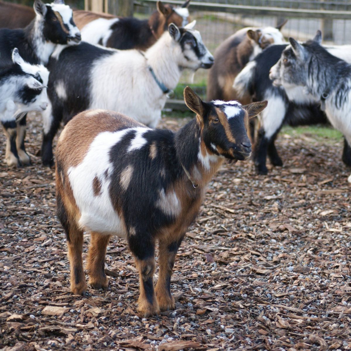 Animals - Maplewood Farm