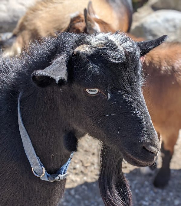 Goats - Maplewood Farm